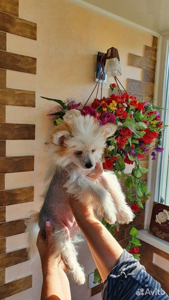 Продаются Щенки