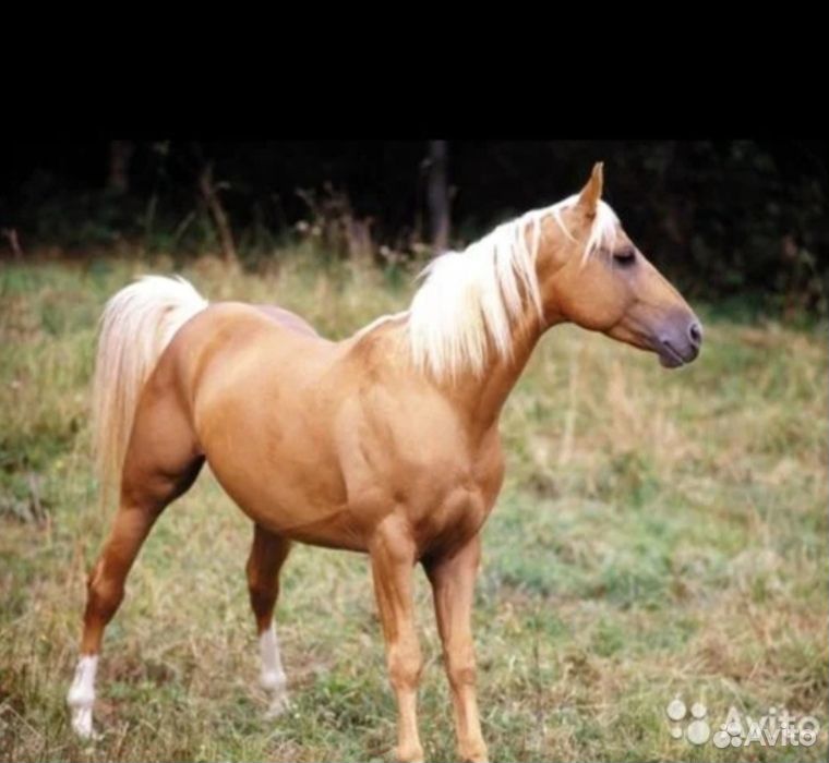 Хорошие лошади