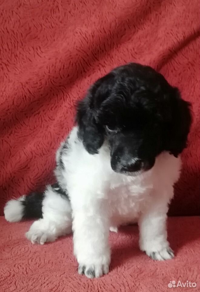 Пудель Арлекин