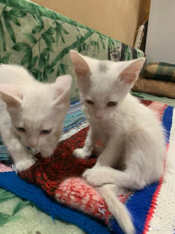 Котятки в дар