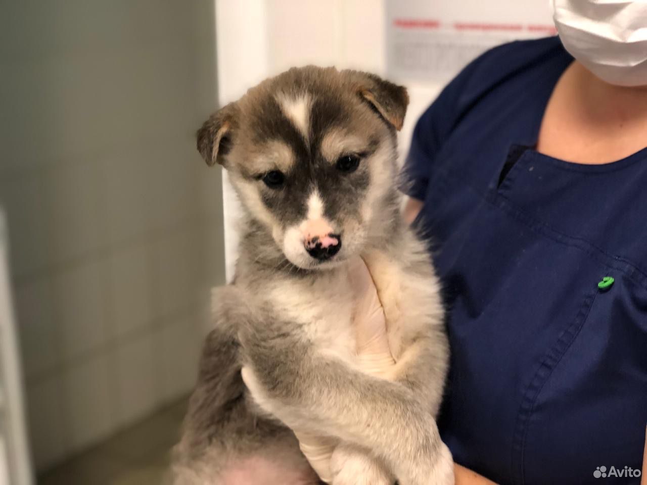 Щенок по имени Кристофер в хорошие руки