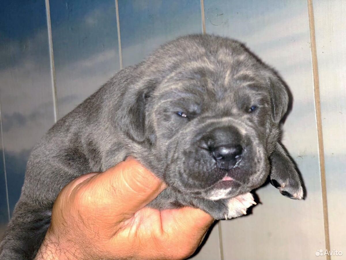 Щенки от Гранд Чемпиона из Италии