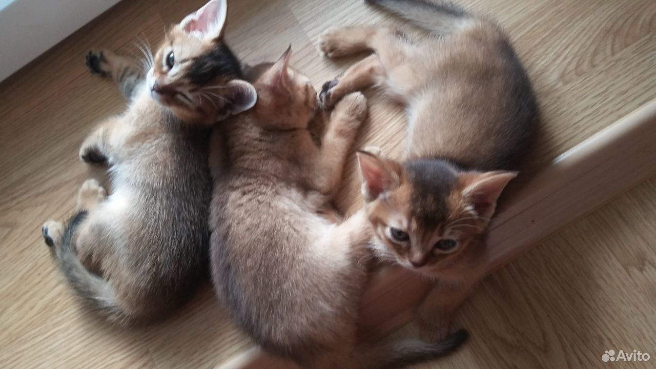 Котята