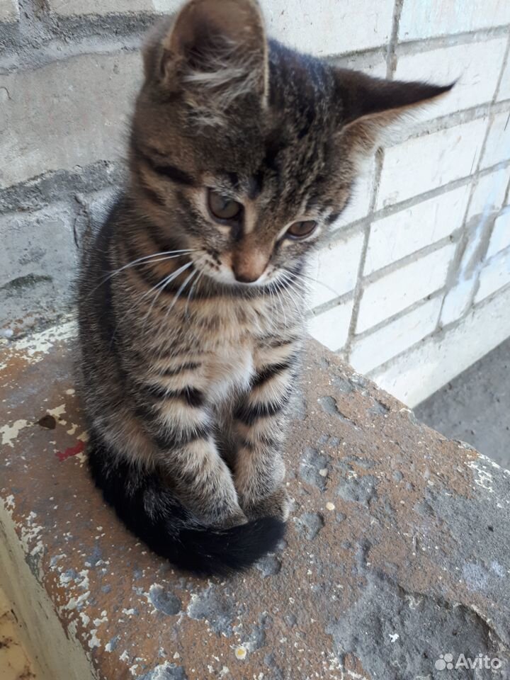 В добрые руки