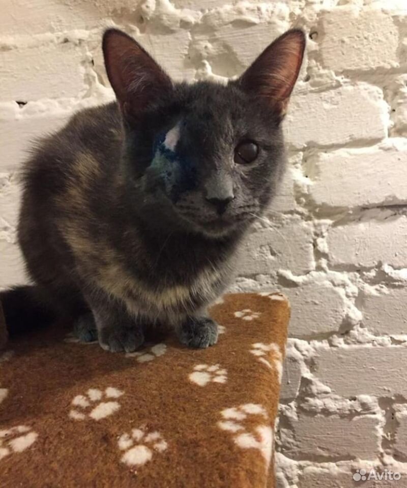 Нежный котенок Даша