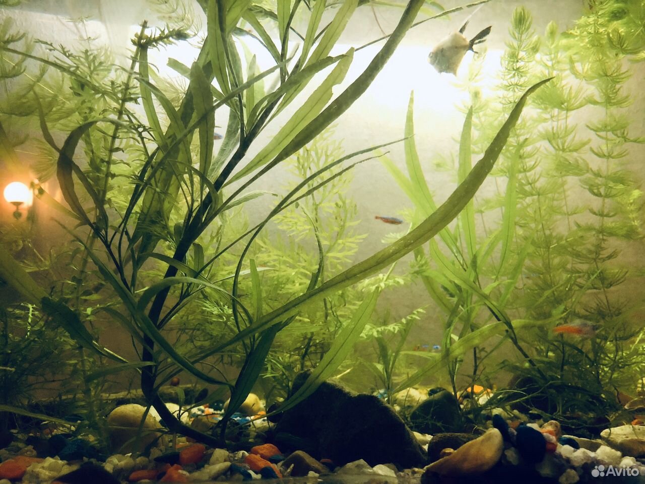 Водоросли для аквариума, улитки