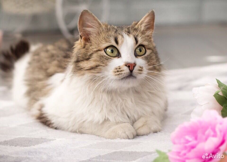 Котик Сэмми ищет хозяев