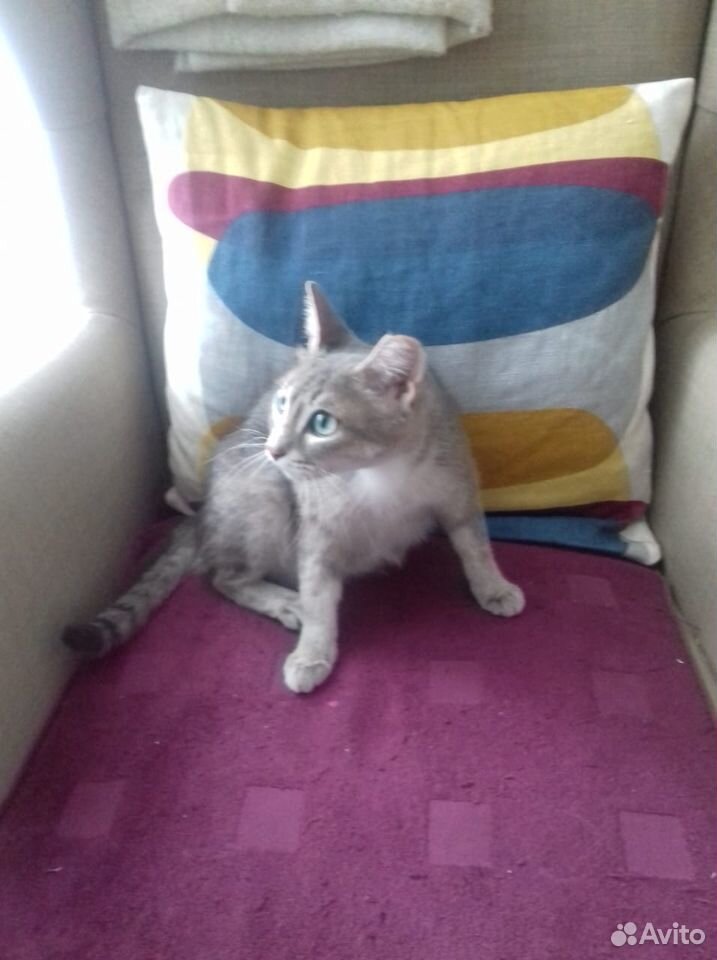 Кошка