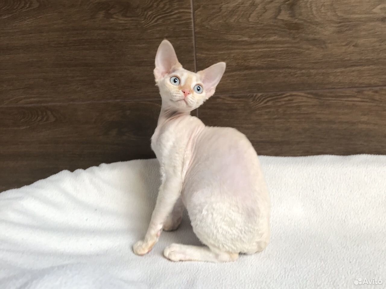 Девон-рекс розовая Пантера