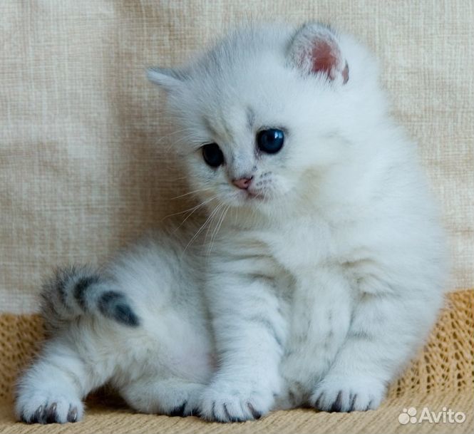 Продам британских синеглазых шиншил