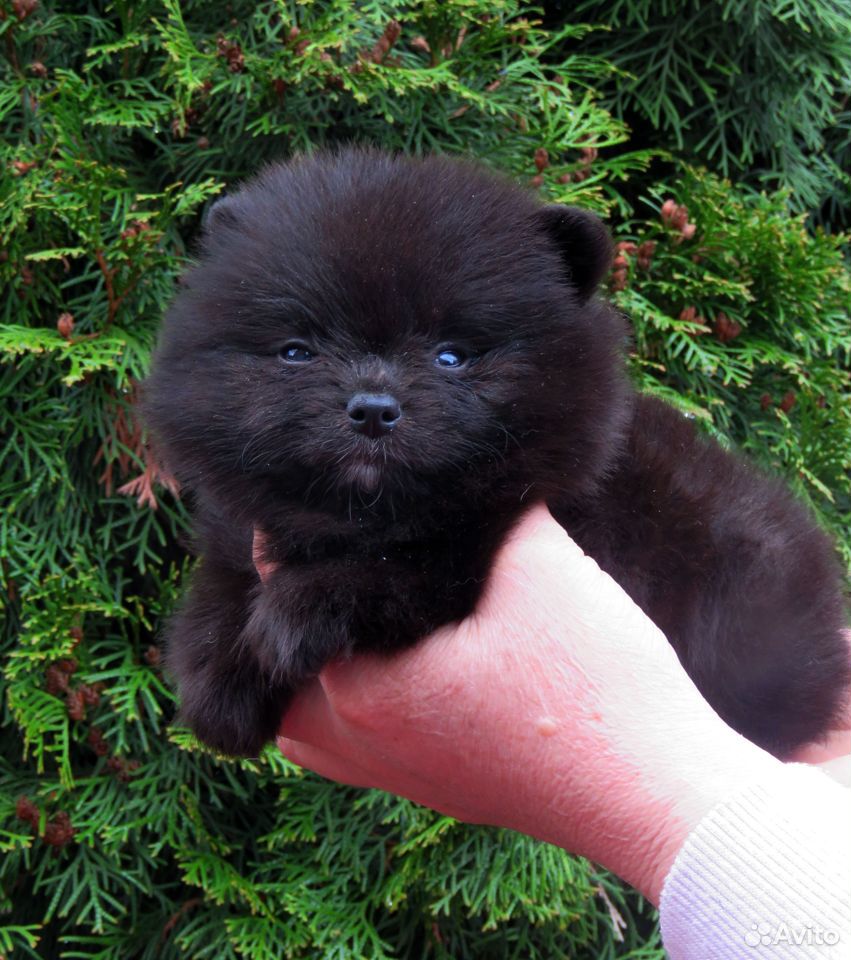 Щенок померанског шпица черного окраса