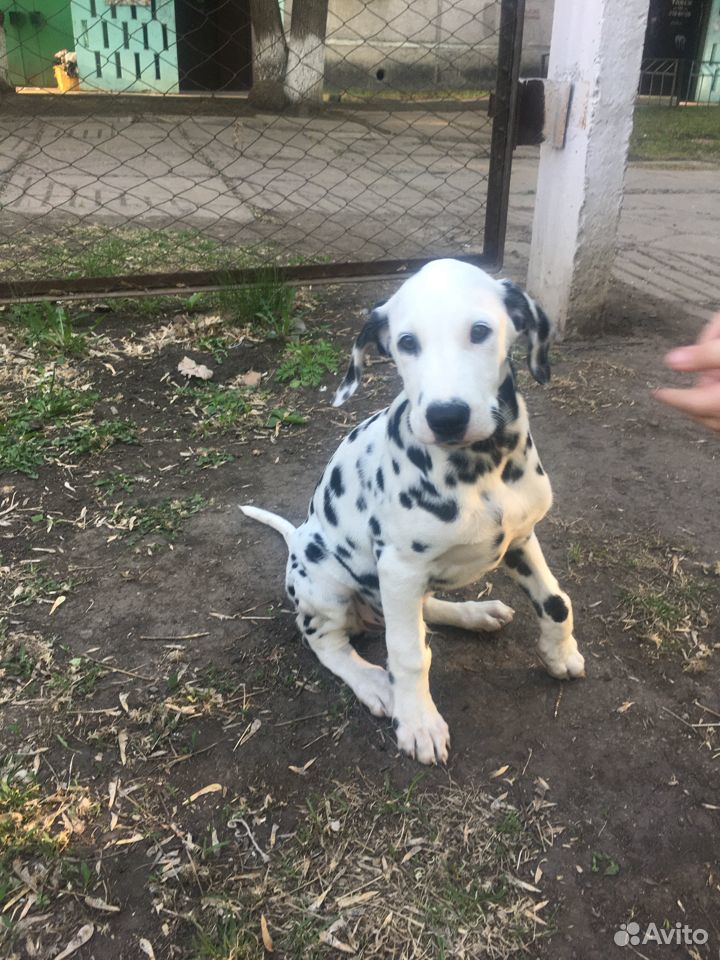 Щенок долматинца
