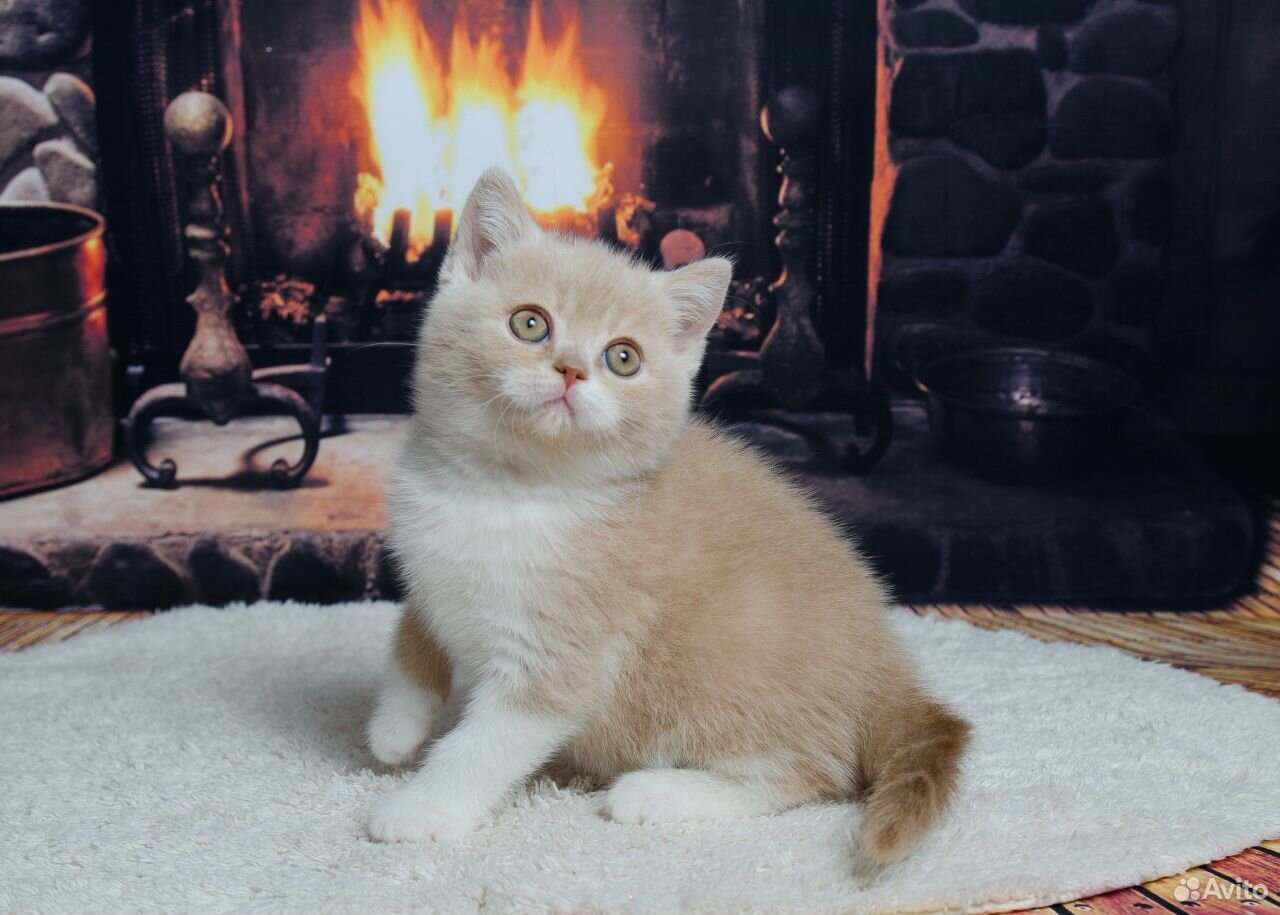 Британская кошечка