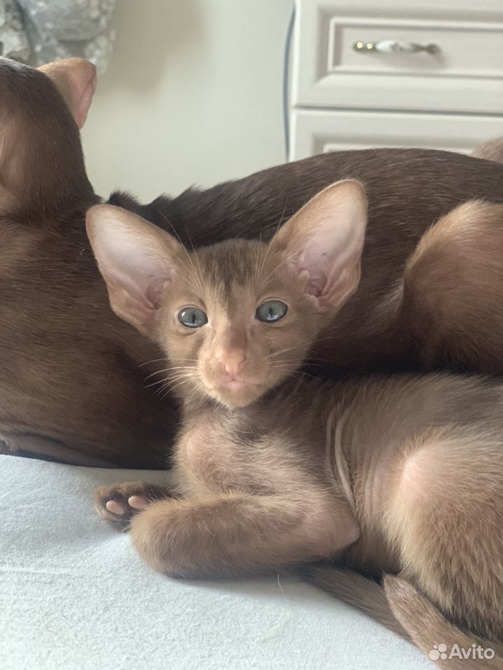 Ориентальная