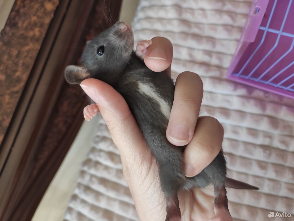 Крысята дамбо мальчики (обычные и рекс)