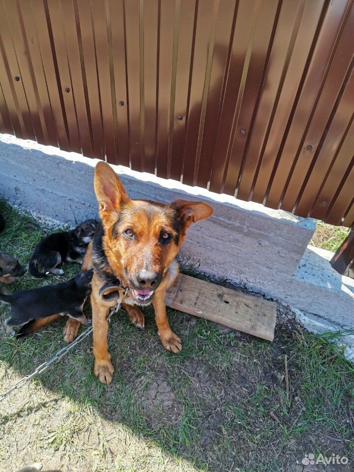 Собака овчарка