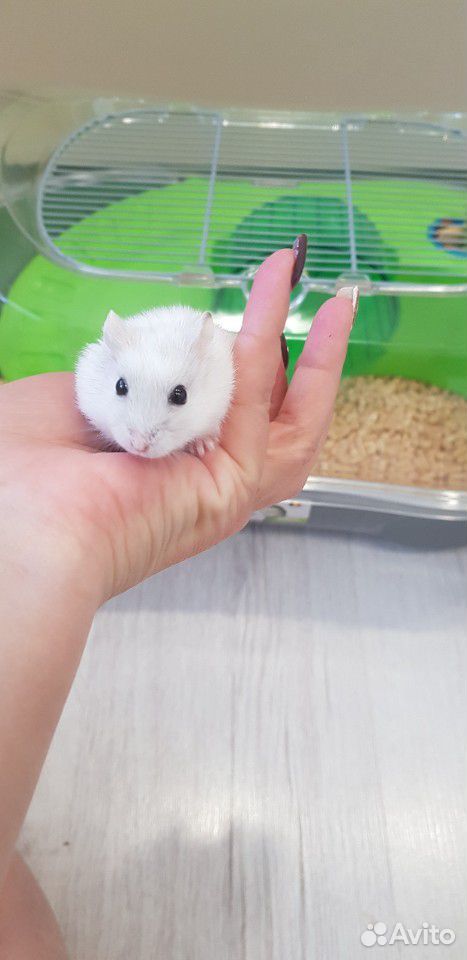 Белый джунгарский хомяк с террариумом