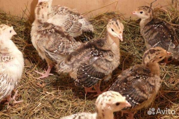 Индюшата бронзово-кавказкие