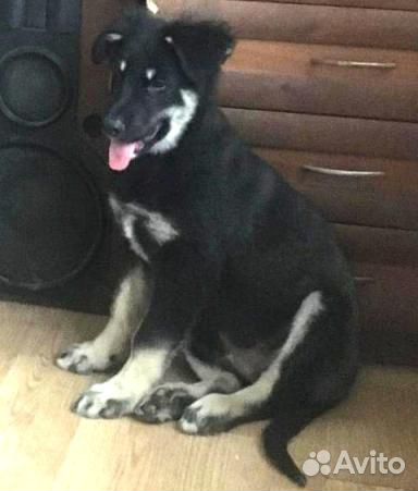 2-хмесячный малыш метис вео в дар