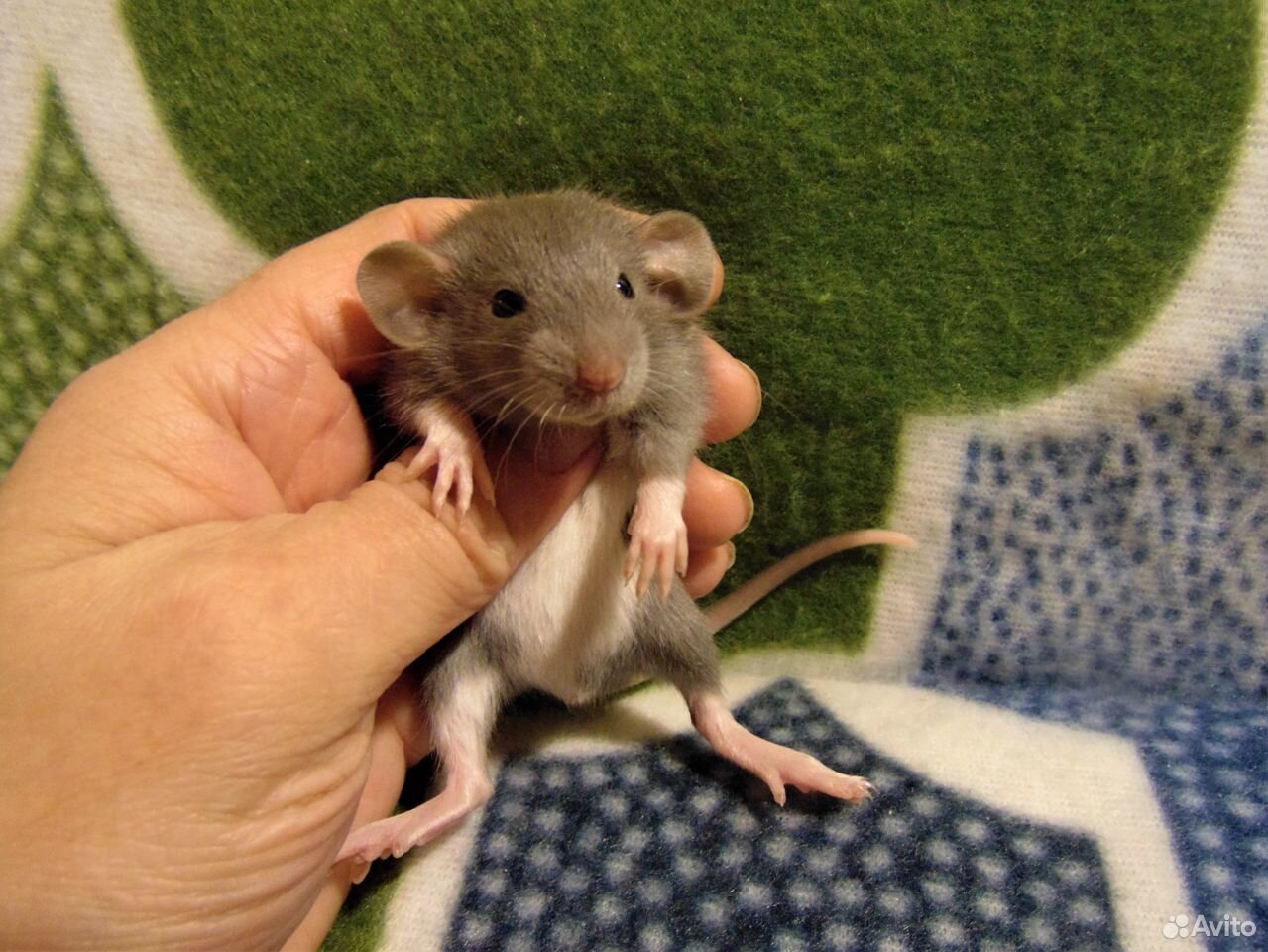 Крысята дамбо - девочки - бронирование, клетки