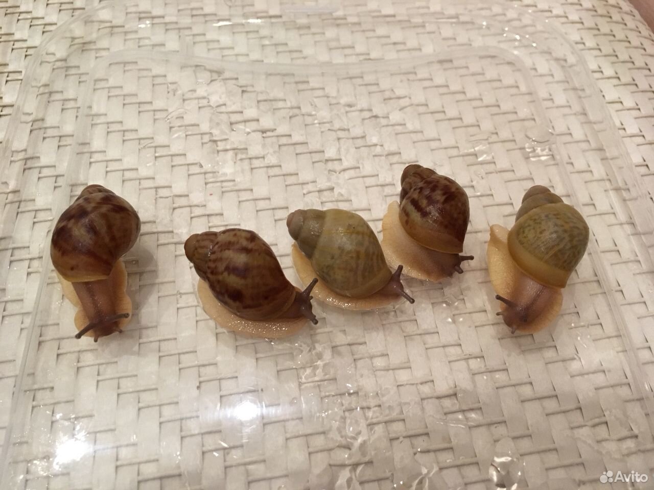 Улитки Архахатина Папирация стандарт альбино шелл