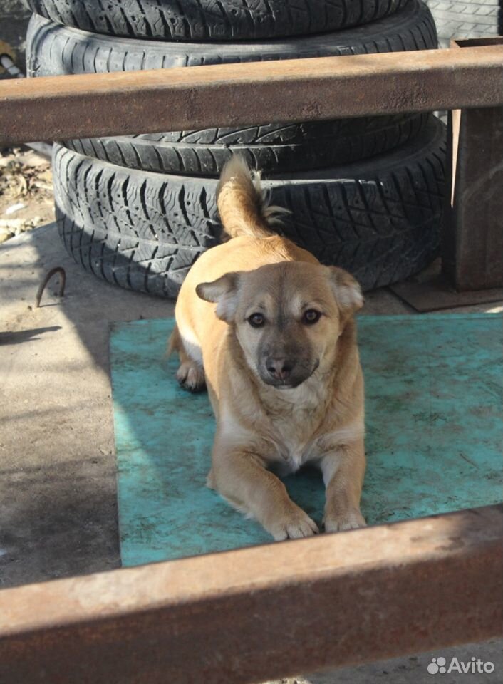 Ищет дом мелкая мелкой Собачки Алька