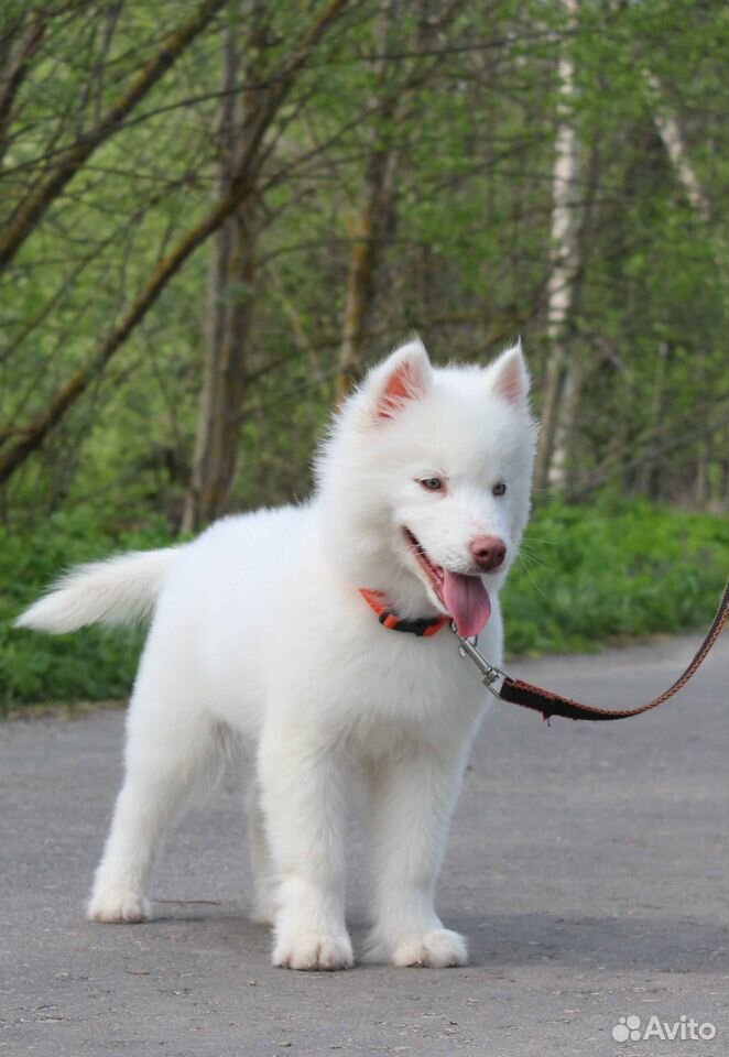 Мальчик Снежок