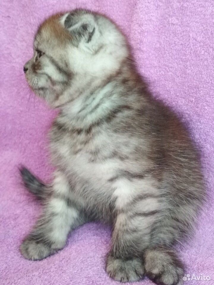 Шотландская девочка скоттиш-фолд