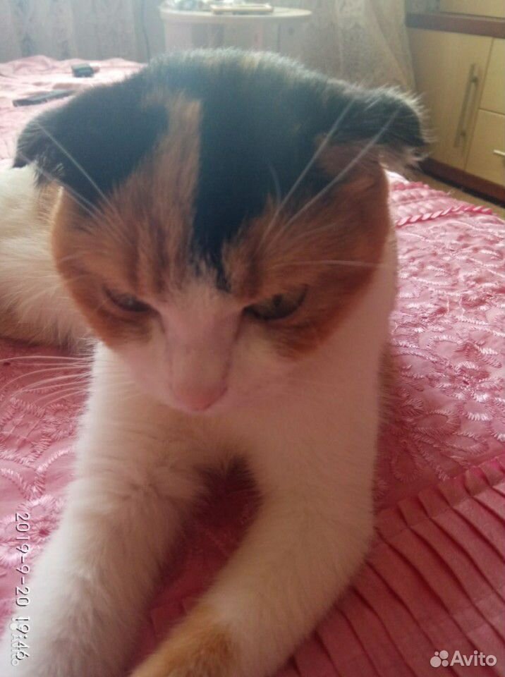 Вислоухая трёхцветная на счастье