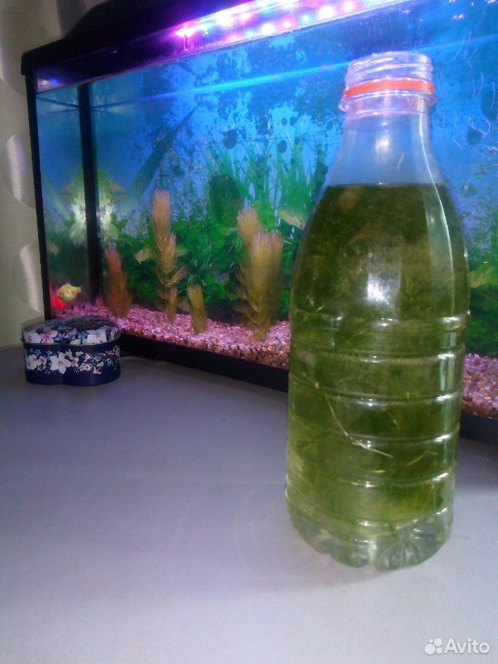 Трава для аквариума