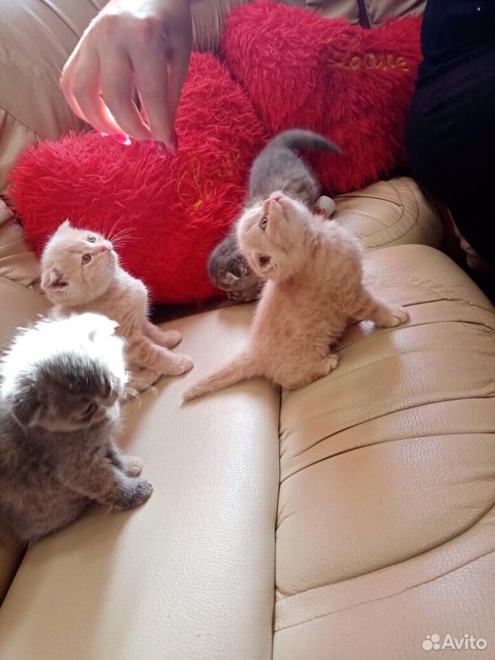 Шотландские малыши Фолды