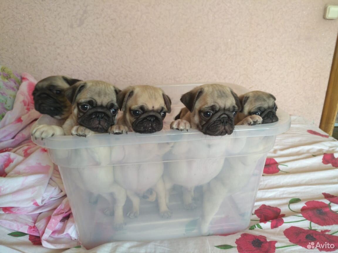 Мопсята мальчики и девочки