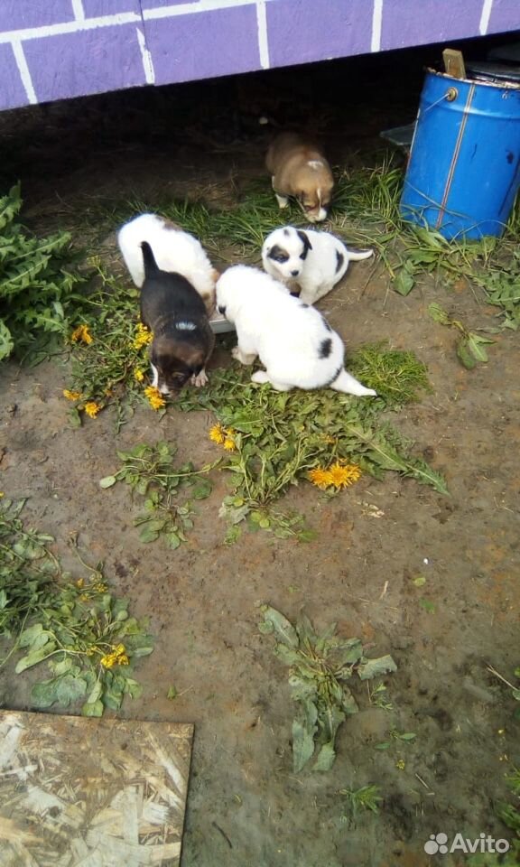 Щеночки в добрые руки