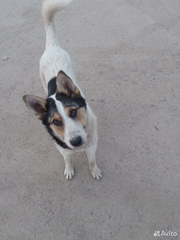 Собака мальчик 7 мес