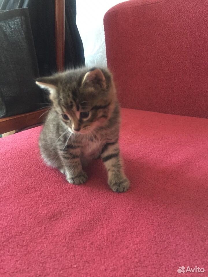 Котенок(мальчик)