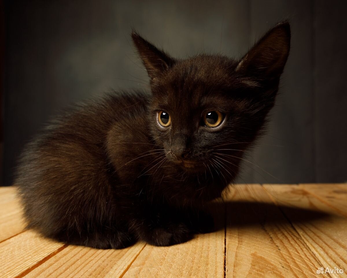 Котёнок мальчик ищет новых хозяев. Возраст 1 мес