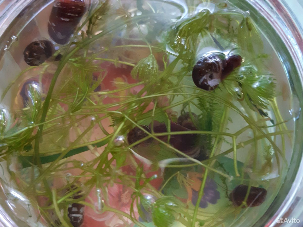 Улитка катушка