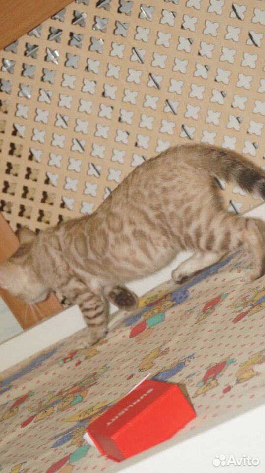 Девчонка минк бенгальской породы