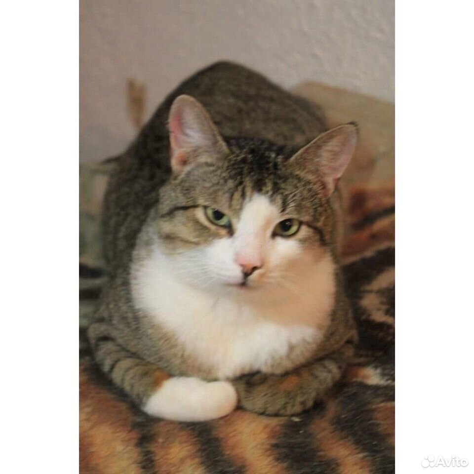 Котик в добрые руки