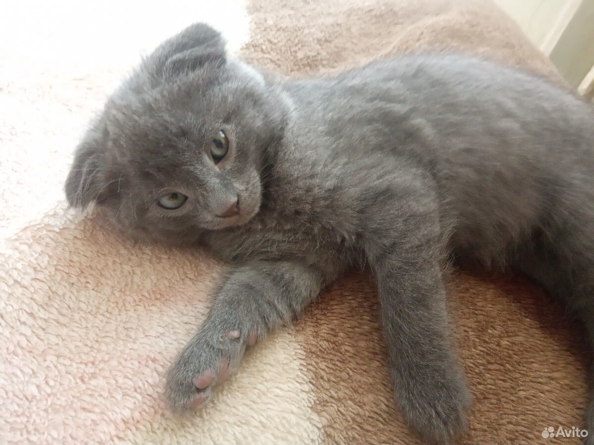 Продам вислоухого котенка