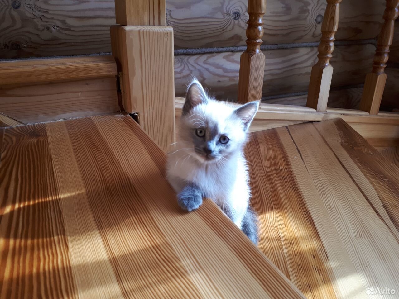 Котенок норкового оттенка в хорошие руки