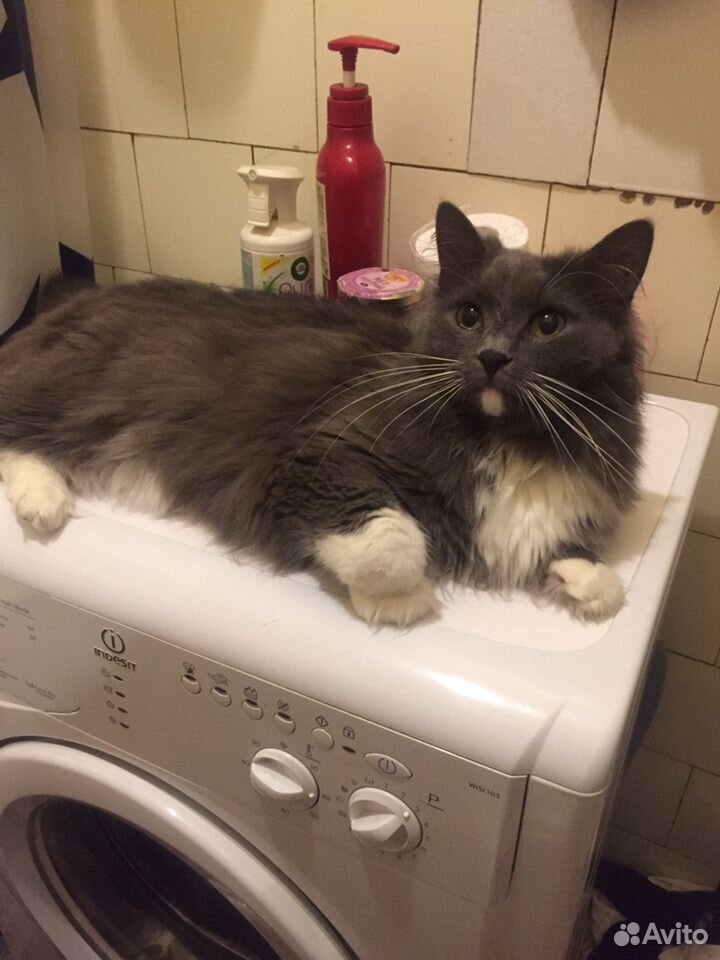 Кот-интеллигент