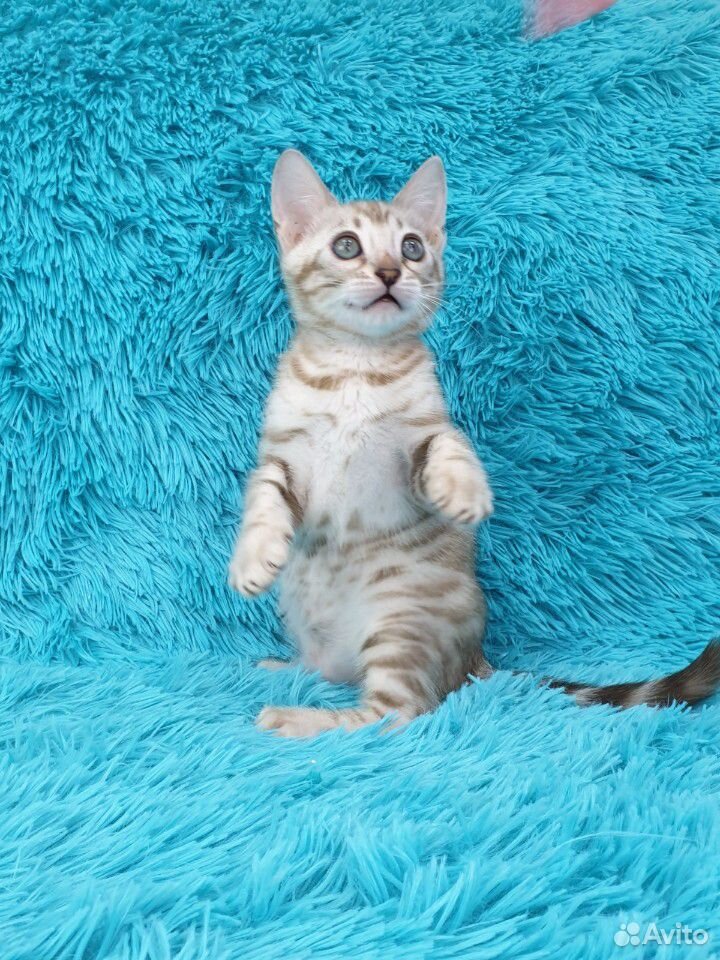 Бенгальские котята (снег, серебро, золото)