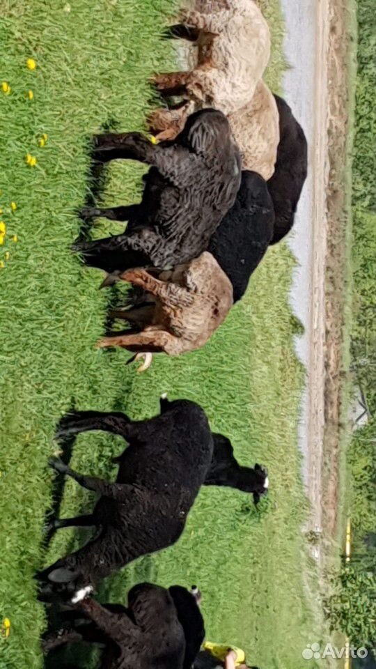 Прадаются бараны и овцы и ягнята