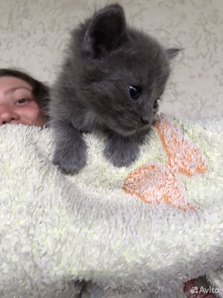 Котёнок