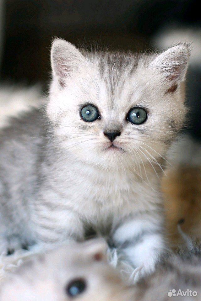 Котенок прямоухая девочка щотландка