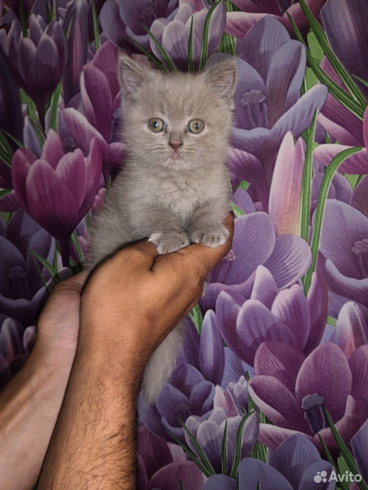 Бриташка девочка