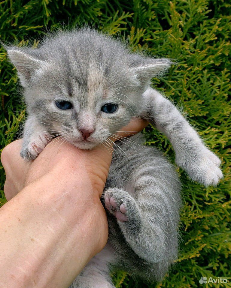 Малышка Элли ищет семью