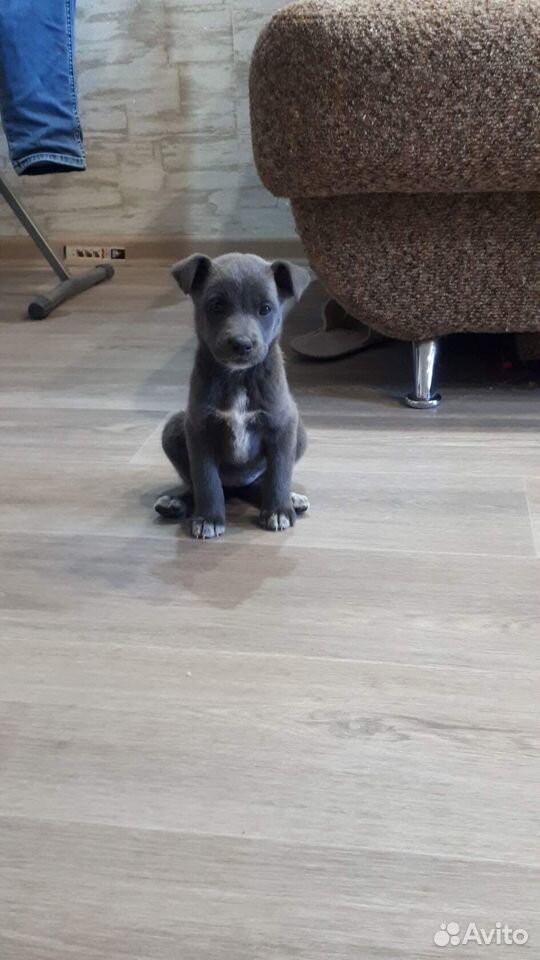 Очаровательный щенок ждет свою семью)