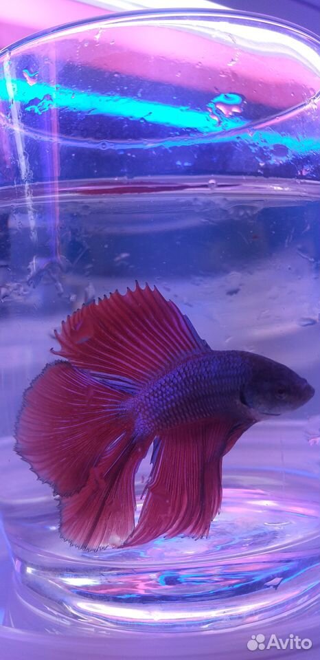 Рыбка петушок двухвостый красный огонь